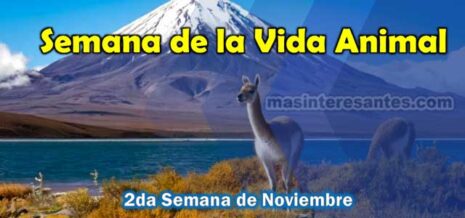 Semana de la vida animal - 2da semana de Noviembre